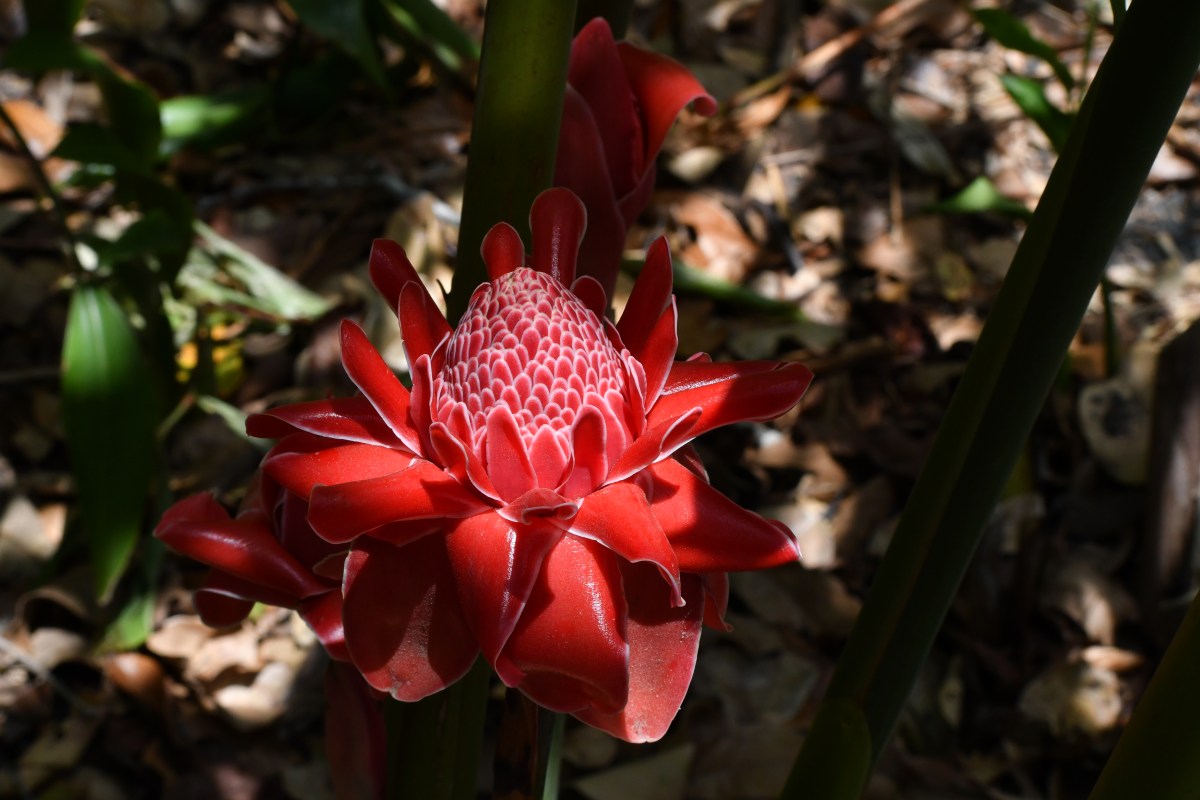 丹田 Tanden / Dan Tien – Hakone Zendo