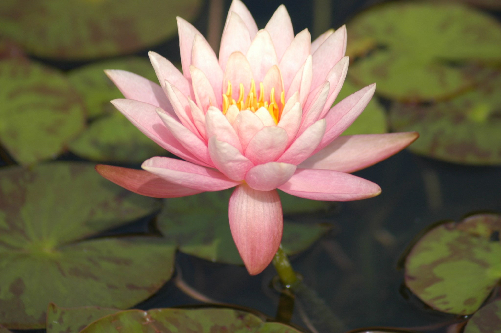 NO MUD, NO LOTUS: THE ART OF TRANSFORMING SUFFERING – Hakone Zendo