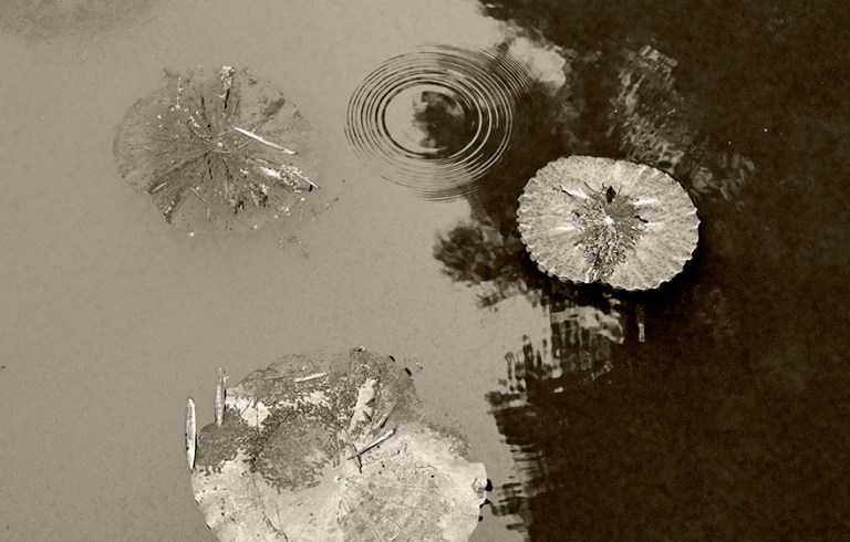 Anticipating Life: My Experience with Zazen – Hakone Zendo